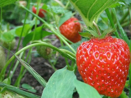 SALT SPRING SEEDS - Updated April 2024 - 18 Photos - Box 444, Ganges P ...