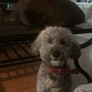 FAIRMONT PET HOSPITAL - Updated November 2025 - 13 Photos & 46 Reviews ...