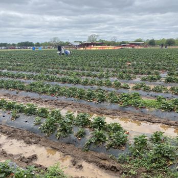 SWEET BERRY FARM - Updated March 2025 - 243 Photos & 181 Reviews - 1801 ...