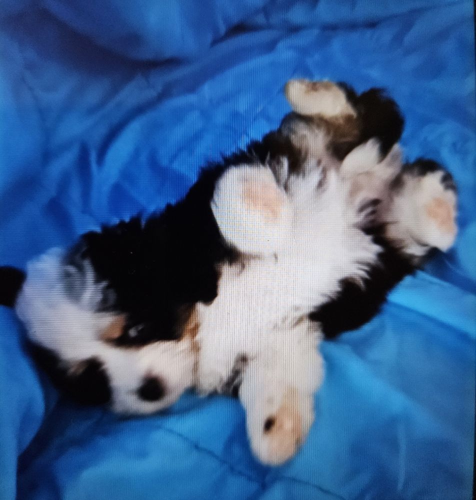 DESIGNER DOGS - Updated December 2025 - 15 Photos - 23285 5th Ave ...