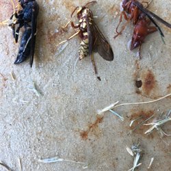 X-OUT PEST SERVICES - 55 Photos & 80 Reviews - 8611 Honiley St, San ...