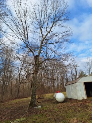 AMBITION TREE SERVICE AND LANDSCAPING - Updated October 2025 - 17 ...