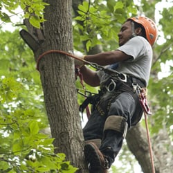 Best Tree Removal Services Near Me - October 2025: Find Nearby Tree ...