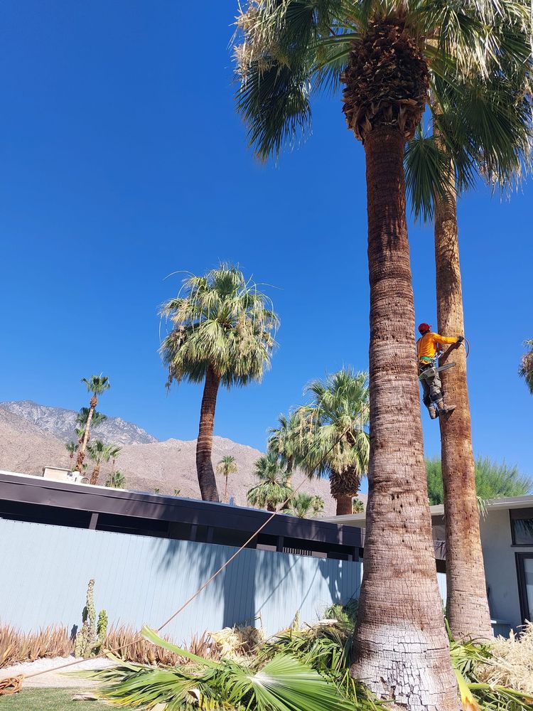 PALM DESERT TREE PROS - Updated December 2025 - 41865 Boardwalk, Palm ...