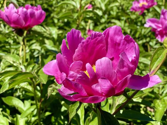 BOERNER BOTANICAL GARDENS - Updated May 2025 - 376 Photos & 63 Reviews ...