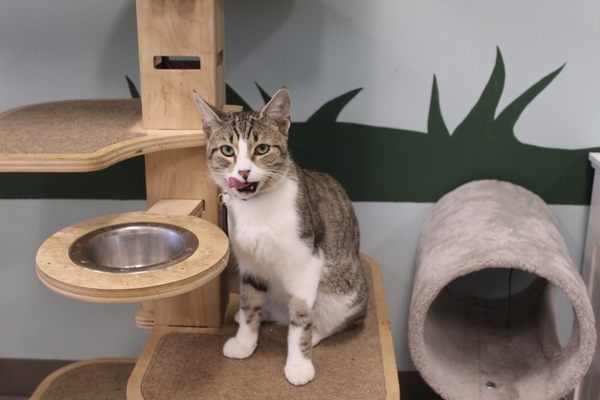 MEOWS CORNER - Updated October 2025 - 47 Photos & 39 Reviews - 21435 ...