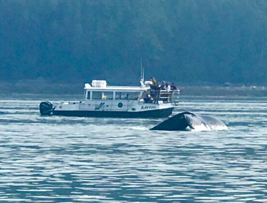 DOLPHIN JET BOAT TOURS - 40 Photos & 72 Reviews - Boat Tours - 11547 ...