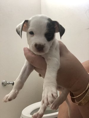 POI DOGS AND POPOKI - 57 Photos & 54 Reviews - Kapolei, Hawaii - Pet ...