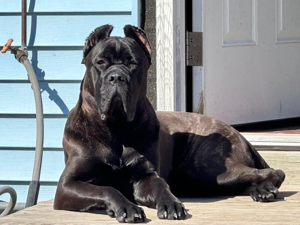 BANNER’S LEGACY CANE CORSO - Updated December 2024 - 19 Photos - 301 ...