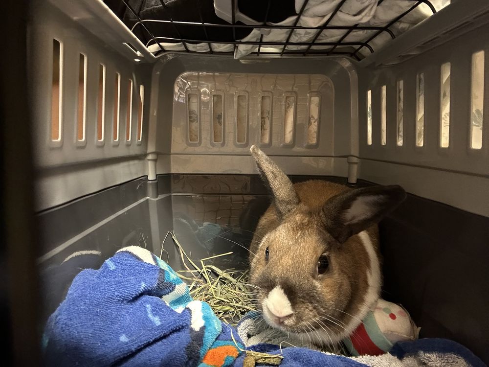 WASHINGTON BOULEVARD ANIMAL HOSPITAL - Updated July 2024 - 271 Photos ...