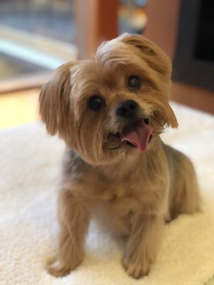 LEDERMAN & LEDERMAN, DDS - Updated January 2026 - 13 Reviews - 14575 ...