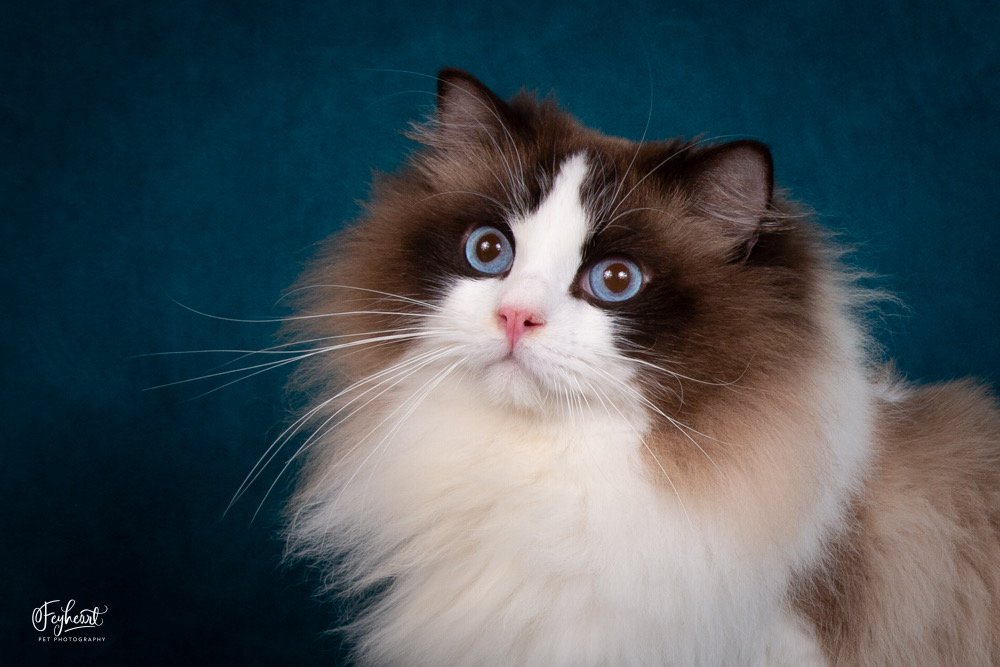 CAROLRAGDOLL RAGDOLLS - Updated December 2025 - Request Information ...