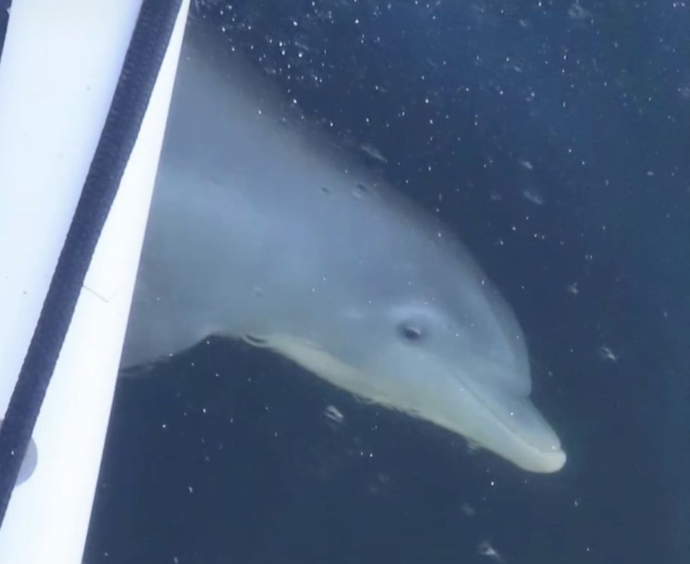 PIER DOLPHIN CRUISES - 116 Photos & 23 Reviews - Boat Charters - 400 ...