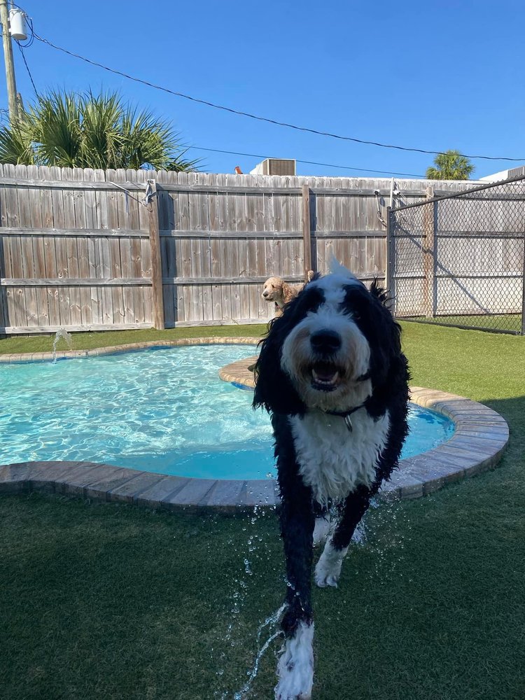 PRIMO DOG - Updated July 2025 - 131 Hospital Dr NE, Fort Walton Beach ...