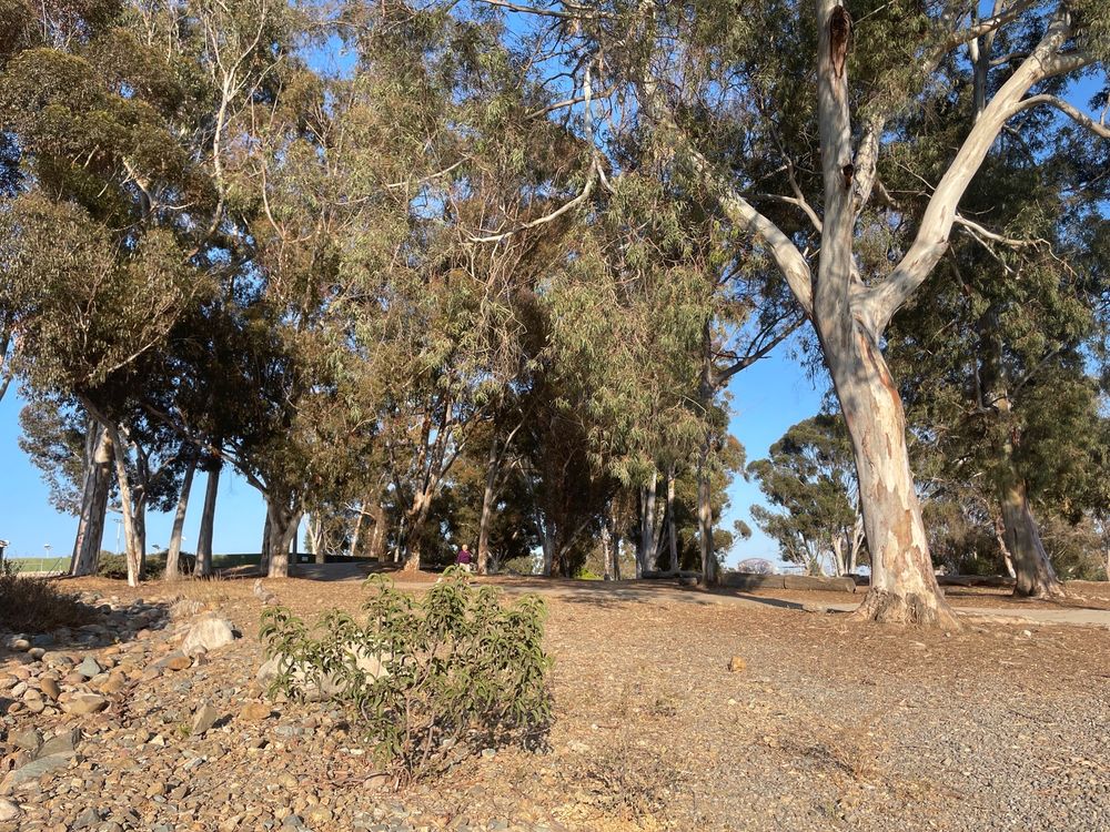 MORLEY FIELD DOG PARK - Updated March 2025 - 47 Photos & 88 Reviews ...