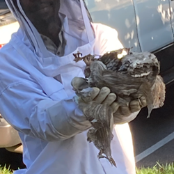 ARTERIX PEST CONTROL - 18 Photos & 111 Reviews - Rockville, MD - Yelp