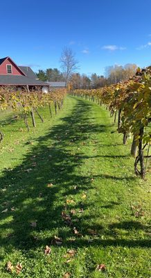 DRAGONFLY FARM AND WINERY - Updated September 2025 - 23 Photos & 18 Reviews - 1069 Mullen Rd ...