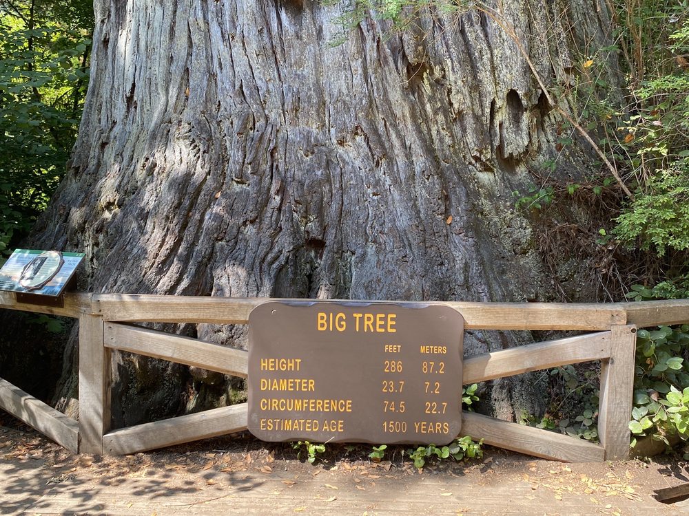 BIG TREE - Updated October 2025 - 30 Photos - 127011 Newton B Drury ...