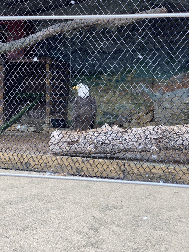 PHILLIPS PARK ZOO - 184 Photos & 85 Reviews - 1000 Ray Moses Dr, Aurora ...