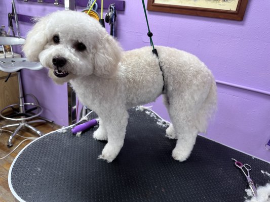 ANIMAL SALON - Updated December 2025 - 161 Photos & 187 Reviews - 12798 ...