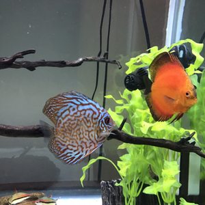 JACK WATTLEY DISCUS - 45 Photos & 18 Reviews - 6944 NE 4th Ave, Miami ...