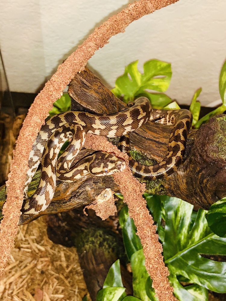 EVER EVOLVING EXOTICS - 76 Photos & 26 Reviews - 7320 E Broadway Blvd, Tucson, Arizona - Pet ...