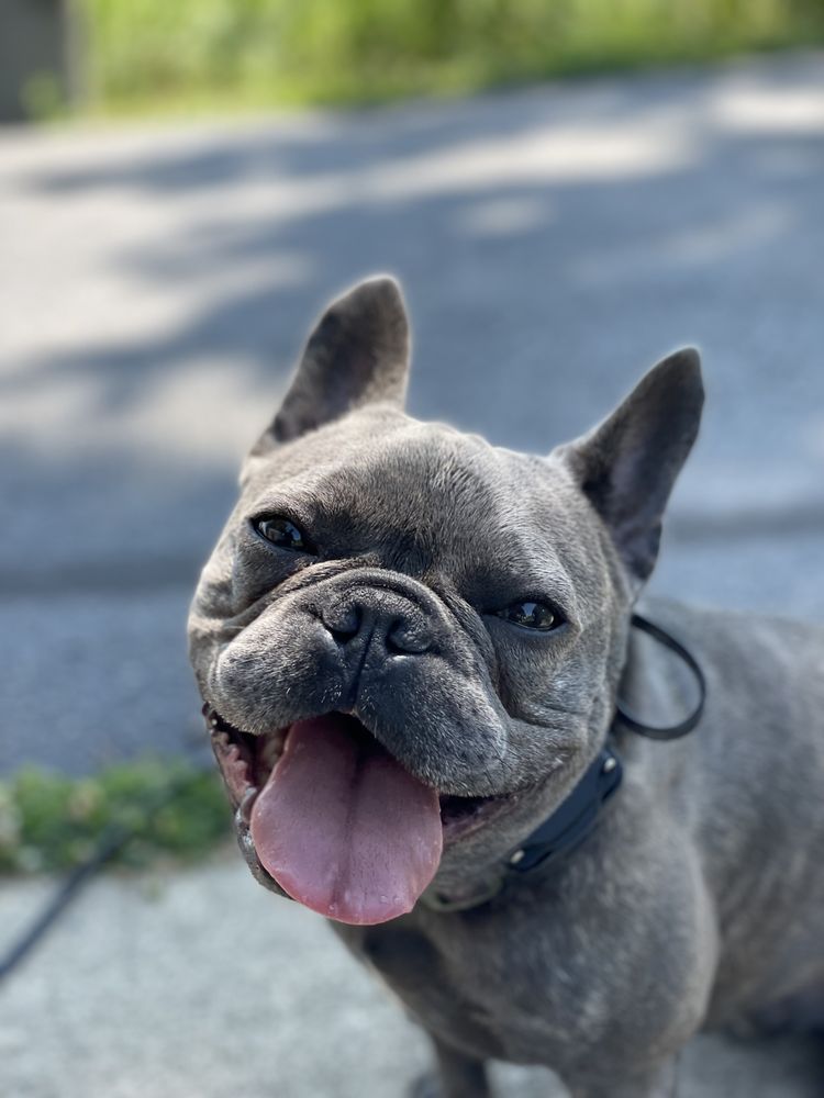 OBEY DOG TRAINING - Updated November 2025 - Request Consultation ...