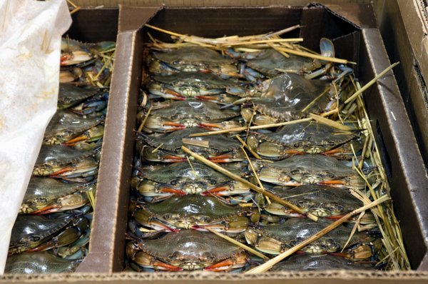 THE NEW FULTON FISH MARKET - Updated December 2025 - 112 Photos & 46 ...