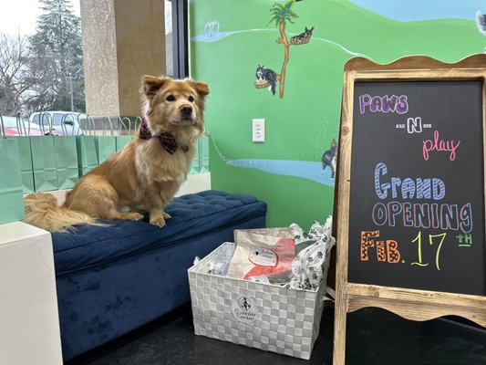 PAWS N’ PLAY - 5493 Carlson Dr, Sacramento, California - Pet Stores ...