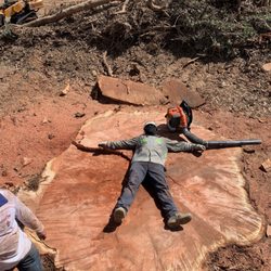 HAYWARD TREE SERVICE - 103 Photos & 119 Reviews - Phoenix, Arizona ...