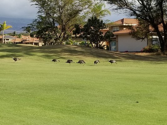 MAUI NUI GOLF CLUB - Updated May 2024 - 98 Photos & 101 Reviews - 470 ...