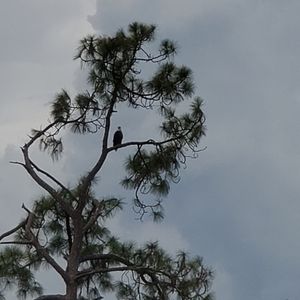 THE ROOKERY AT MARCO - Updated April 2025 - 31 Photos - 3433 Club ...