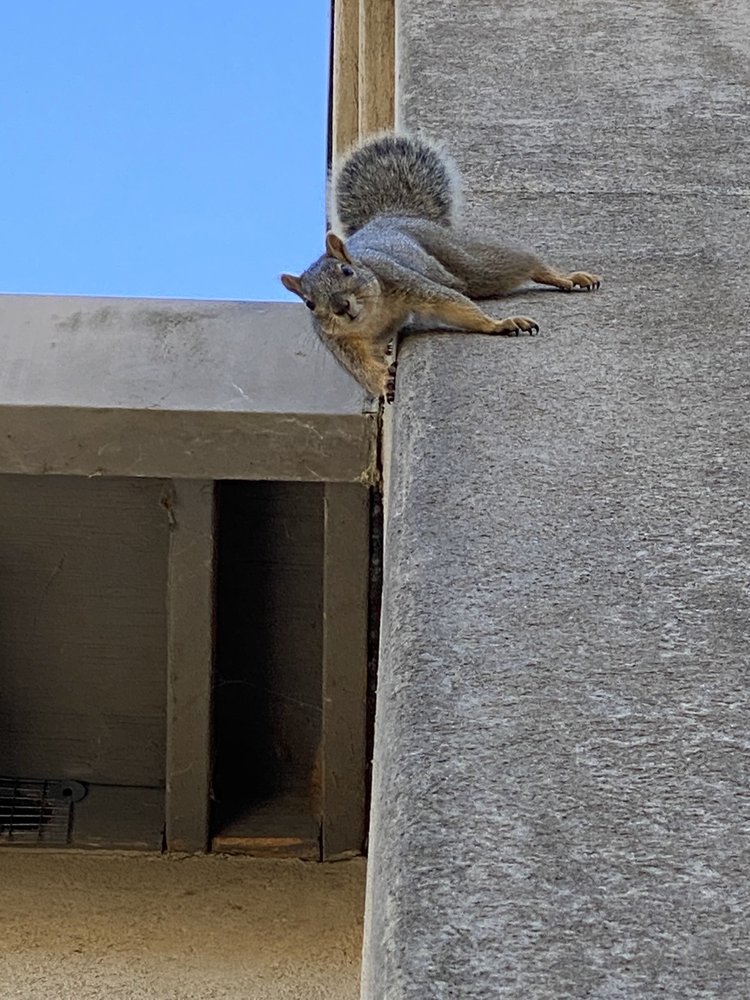 THOMAS WILDLIFE CONTROL - 191 Photos & 107 Reviews - Folsom, California ...