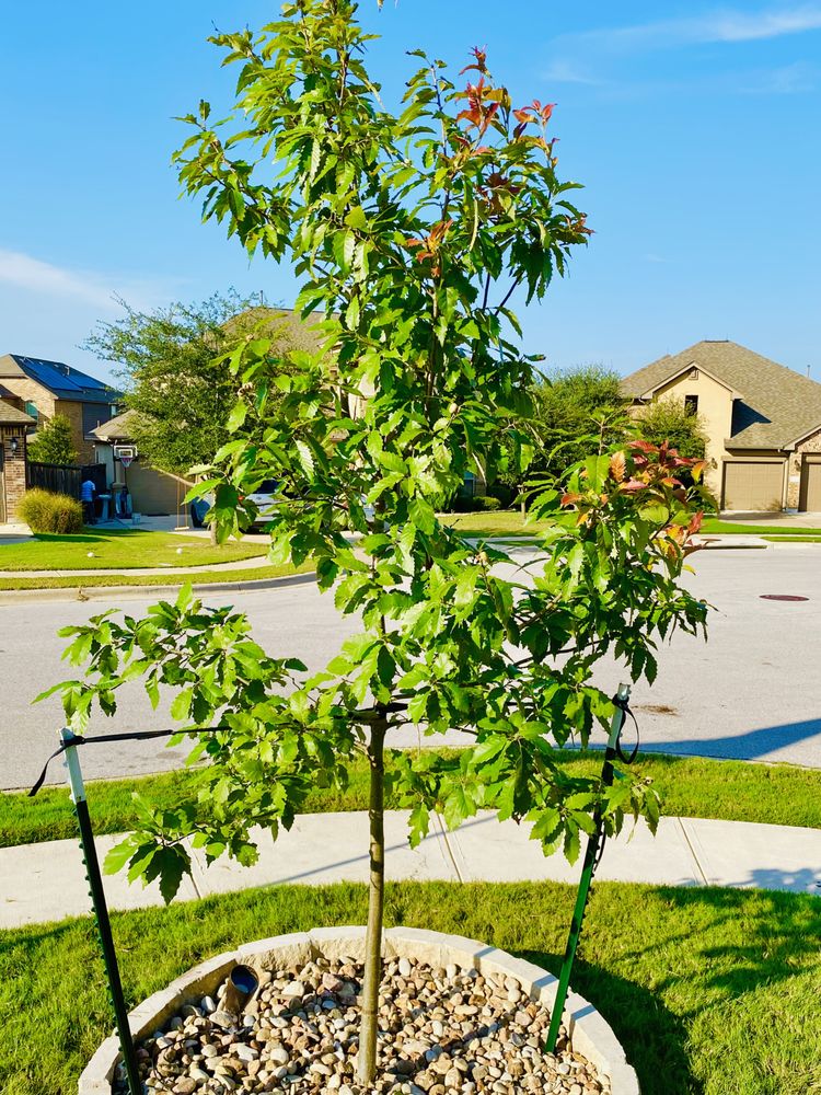 LAWNS TREE FARM - Updated August 2025 - 33 Photos & 14 Reviews - 400 ...