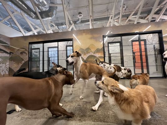 UPTOWN PAW RESORT & SPA in 7071 Warner Ave, Huntington Beach ...