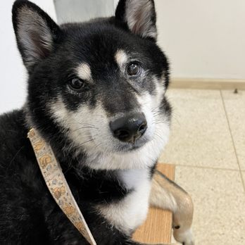 COLMA ANIMAL HOSPITAL - Updated December 2024 - 112 Photos & 338 ...