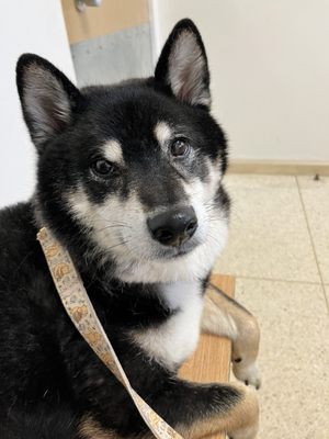 COLMA ANIMAL HOSPITAL - Updated May 2026 - 129 Photos & 403 Reviews ...