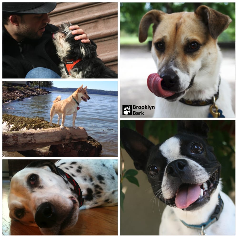 BROOKLYN BARK - Updated October 2025 - 26 Photos & 117 Reviews ...