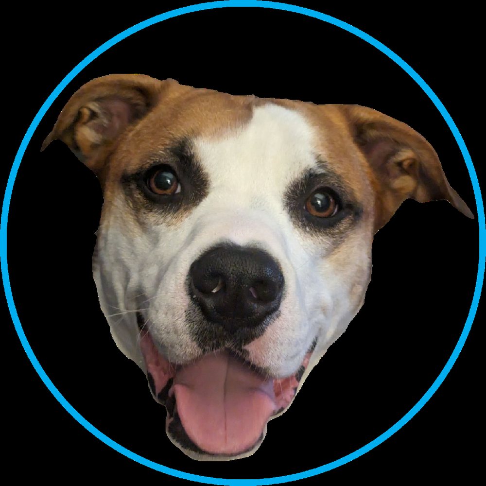 BUGG’S PET TAXI - Updated June 2024 - Request Information - Winston ...