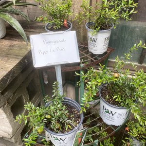 RIGHTWAY GARDEN CENTER - 28 Photos - Landscaping - 5529 N Bend Rd ...