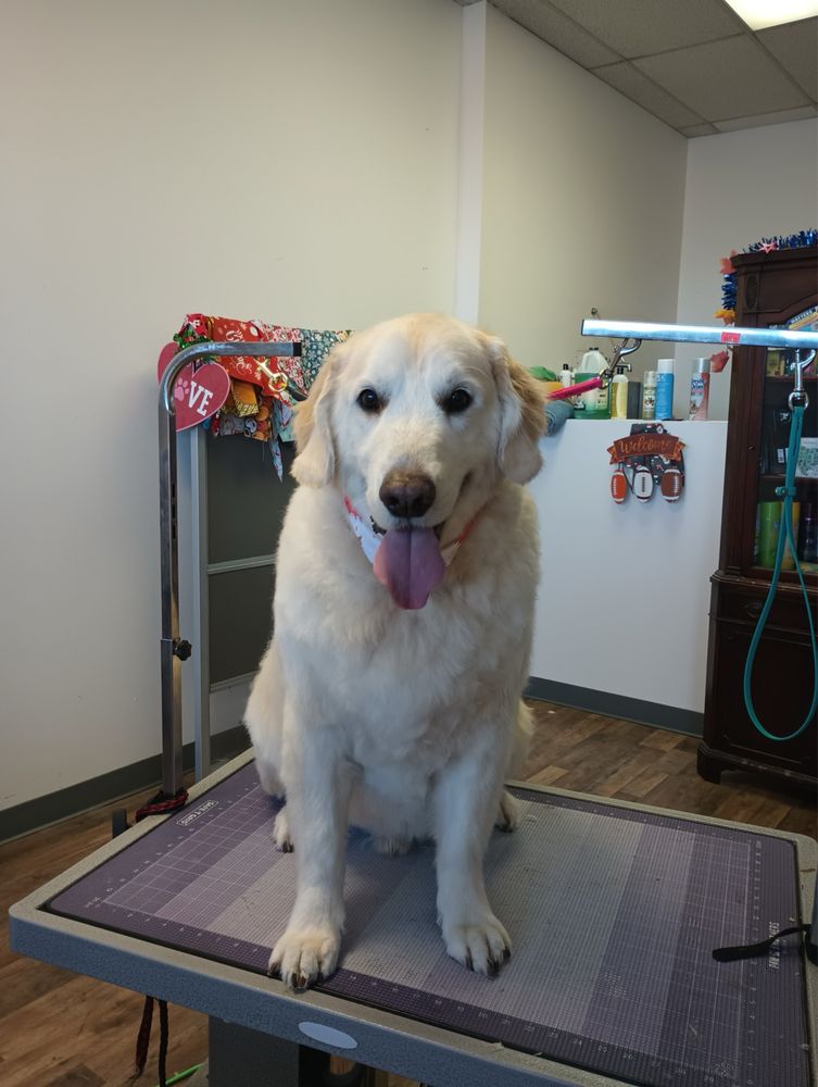 Poodle Doodle Pet Grooming - Trusted Since 2022 - Updated July 2025 ...