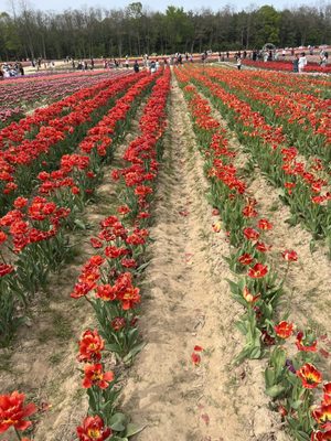 JP NIAGARA TULIP EXPERIENCE - Updated May 2026 - 34 Photos - 1934 ...