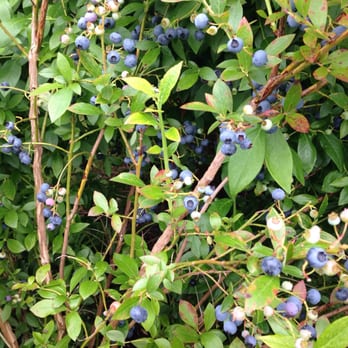 MERCER SLOUGH BLUEBERRY FARM - Updated December 2025 - 25 Photos & 12 ...