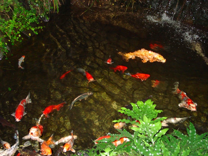 AMAZONIA - 13 Photos - Motherwell, North Lanarkshire, United Kingdom ...