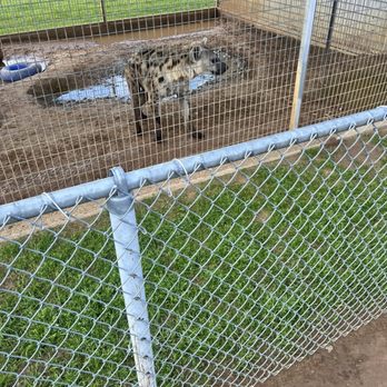 SHARKAROSA WILDLIFE RANCH - Updated January 2026 - 312 Photos & 136 ...