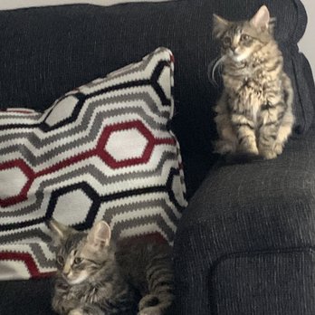 SMALL MIRACLES CAT & DOG RESCUE - Updated June 2025 - 15 Photos & 84 ...