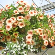 FLOWER POWER FARM - 55 Photos & 15 Reviews - Nurseries & Gardening ...