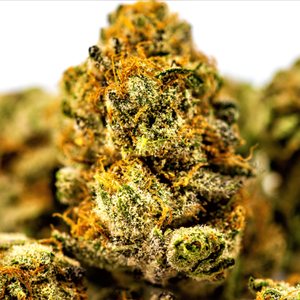 ROLLING EMBERS - Updated July 2024 - 11261 Wilson Rd, New Buffalo, Michigan - Cannabis ...