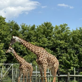 TORONTO ZOO - Updated July 2025 - 1299 Photos & 292 Reviews - 2000 ...