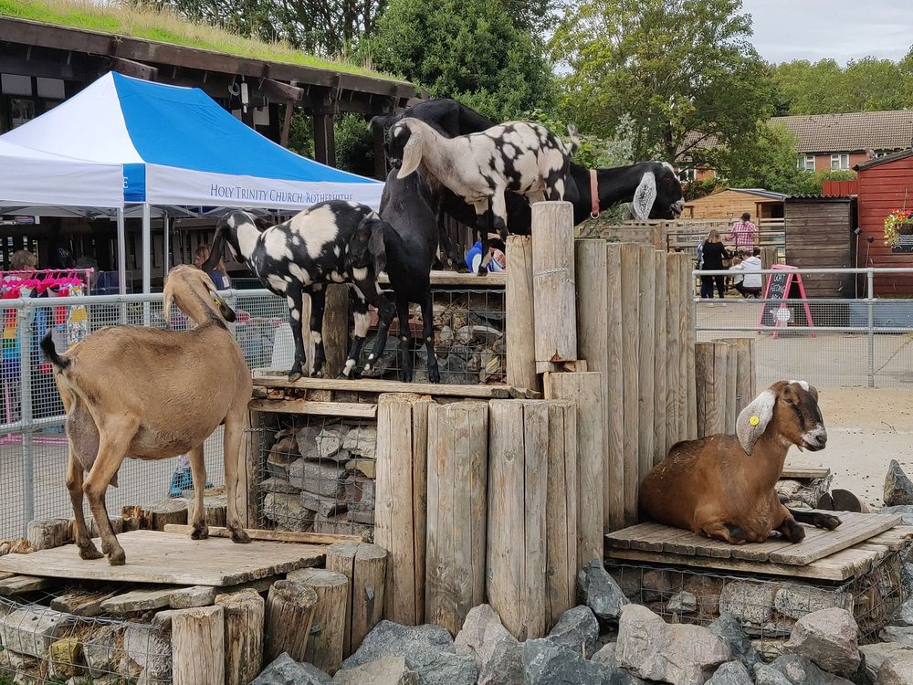 SURREY DOCKS FARM - Updated October 2025 - 24 Photos & 14 Reviews ...